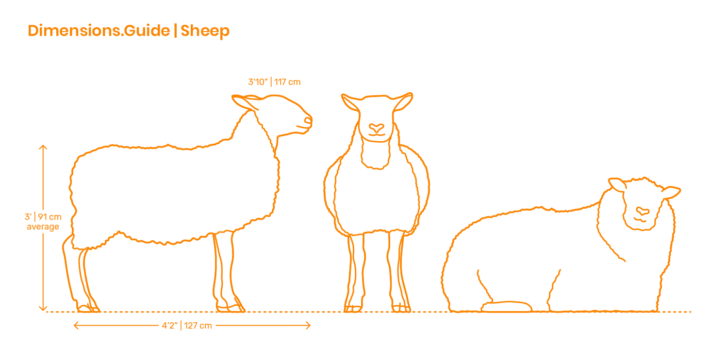 Goat Dimensions & Drawings | Dimensions.Guide